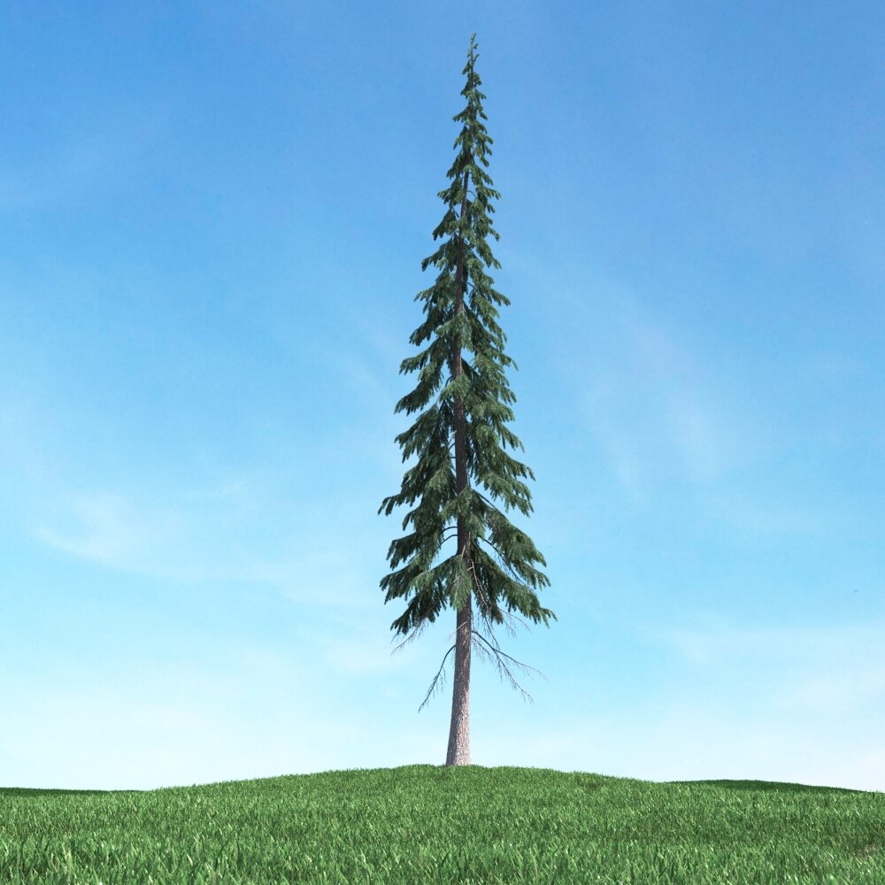 Tall Conical Pine Tree with Layered Branches Modèle 3D - Télécharger ...