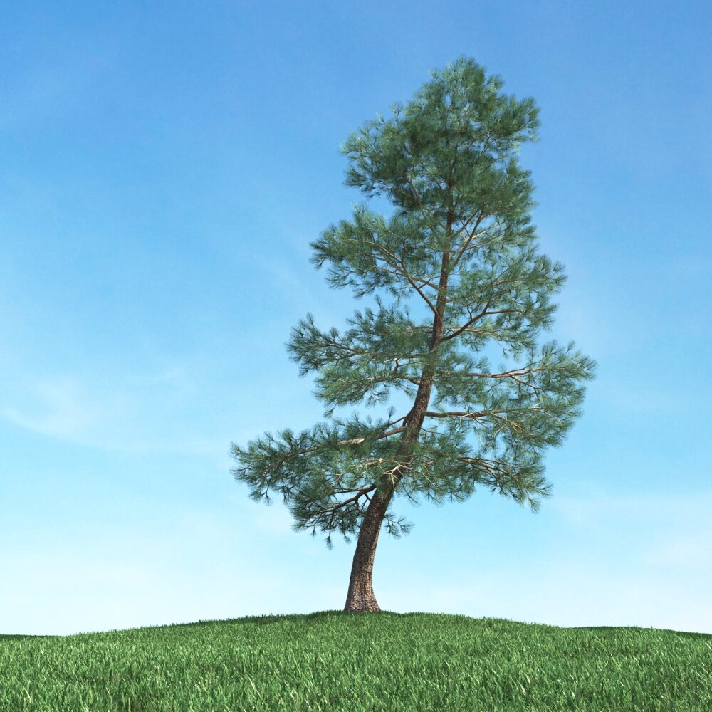 Tall Solitary Pine Tree on Grassy Hill 3D model - Download Trees on ...