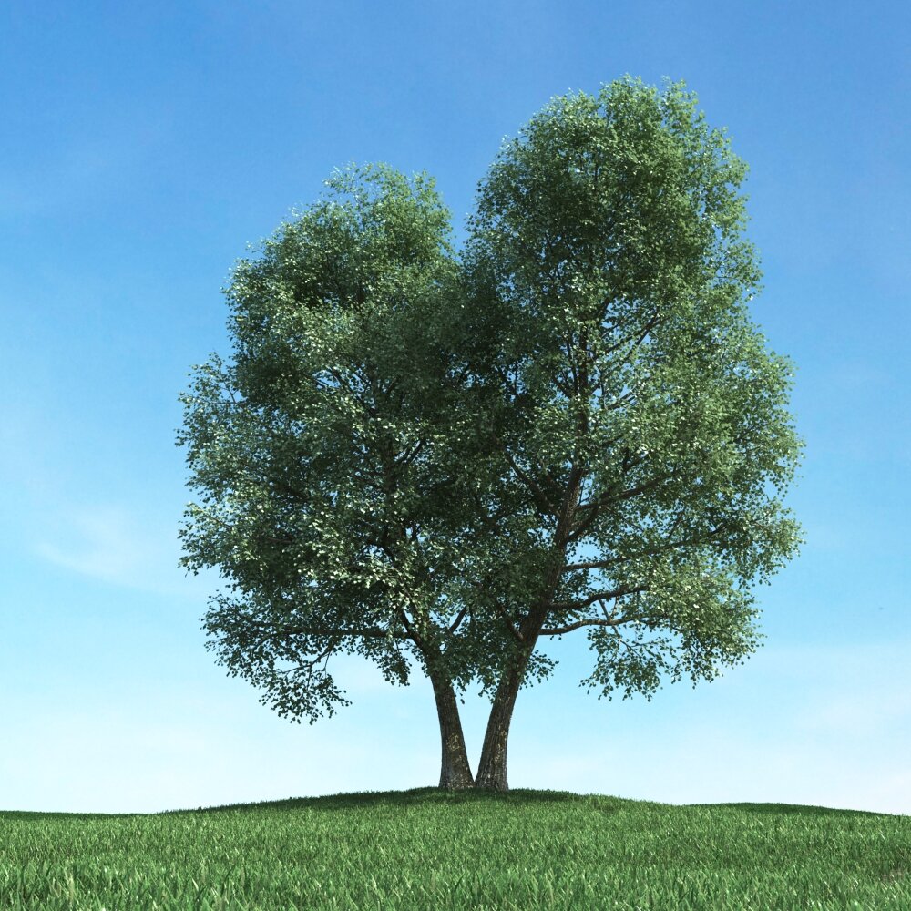 Deciduous Double Trunk Tree with Rounded Canopy 3D model - Download ...