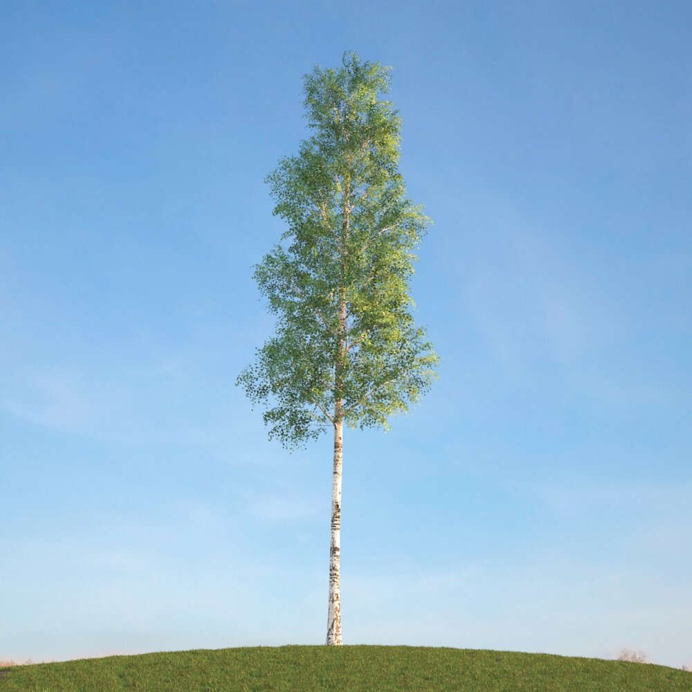 Tall White Birch Tree in Green Meadow 3D model - Download Trees on ...