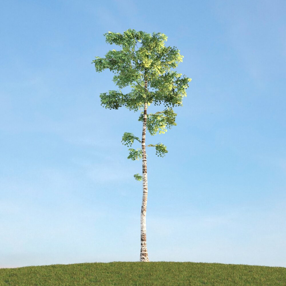Tall White Birch Tree with Green Foliage 3D model - Download Trees on ...