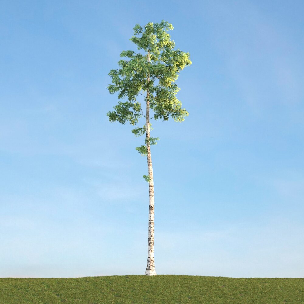 Tall White Birch Tree with Slender Trunk 3D model - Download Trees on ...