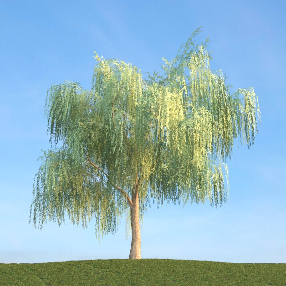 Salix 3D model - Download Trees on 3DModels.org