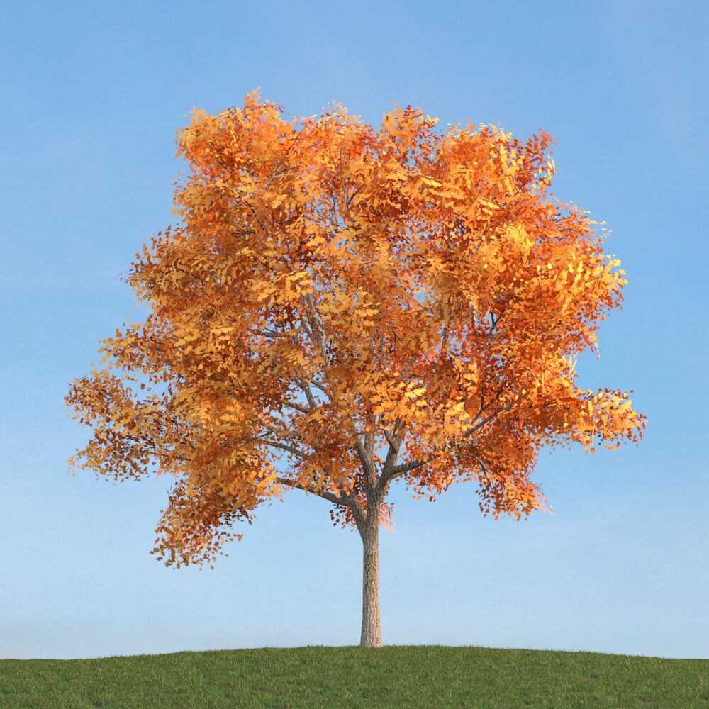 Ash Tree Fall Foliage Orange Yellow Leaves 3D model - Download Trees on ...