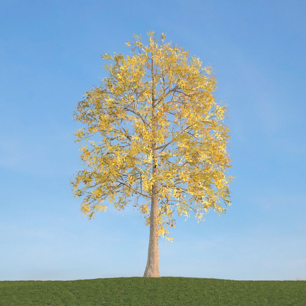 Autumn Ash Tree Yellow Foliage Landscape 3D model - Download Trees on ...