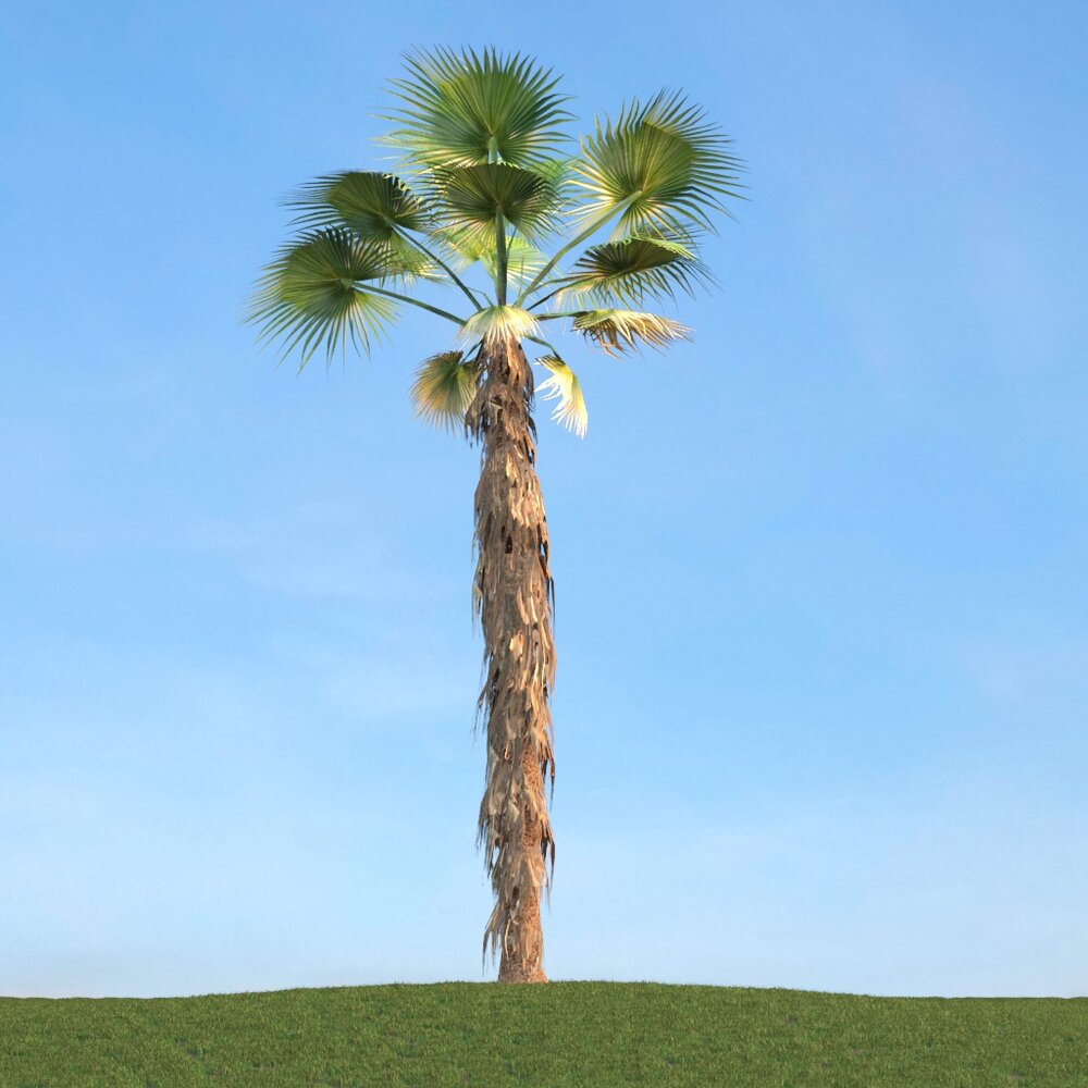 California Fan Palm Washingtonia Filifera Green Fronds 3D model ...