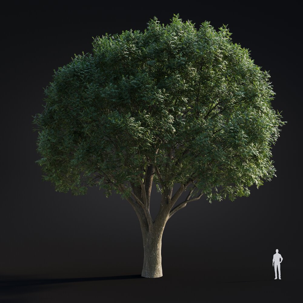 Mature Green Ash Tree with Dense Foliage 3D model - Download Trees on ...