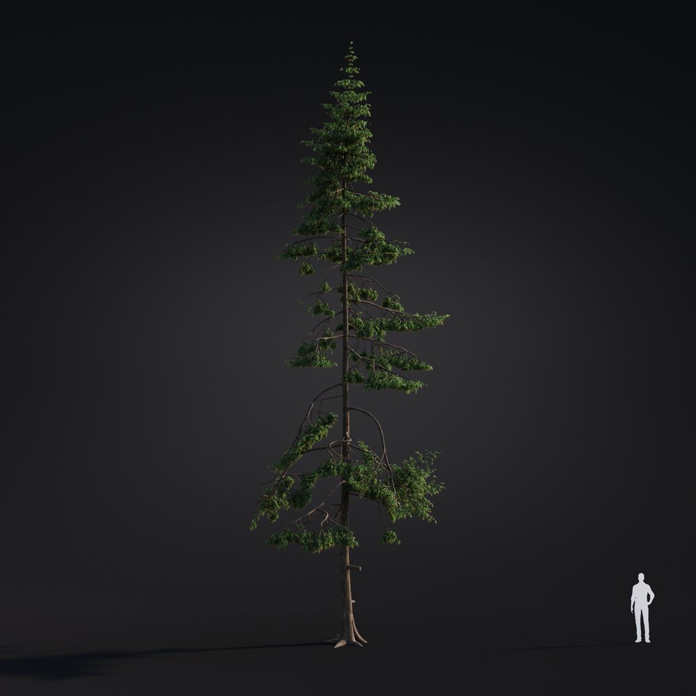 Western Hemlock Evergreen Tree with Conical Shape 3D model - Download ...