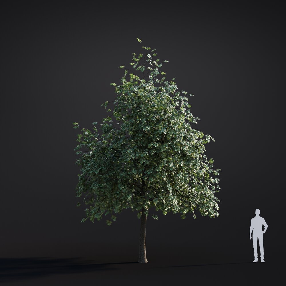Platanus Acreifolia Hybrid Plane Tree with Foliage 3D model - Download ...