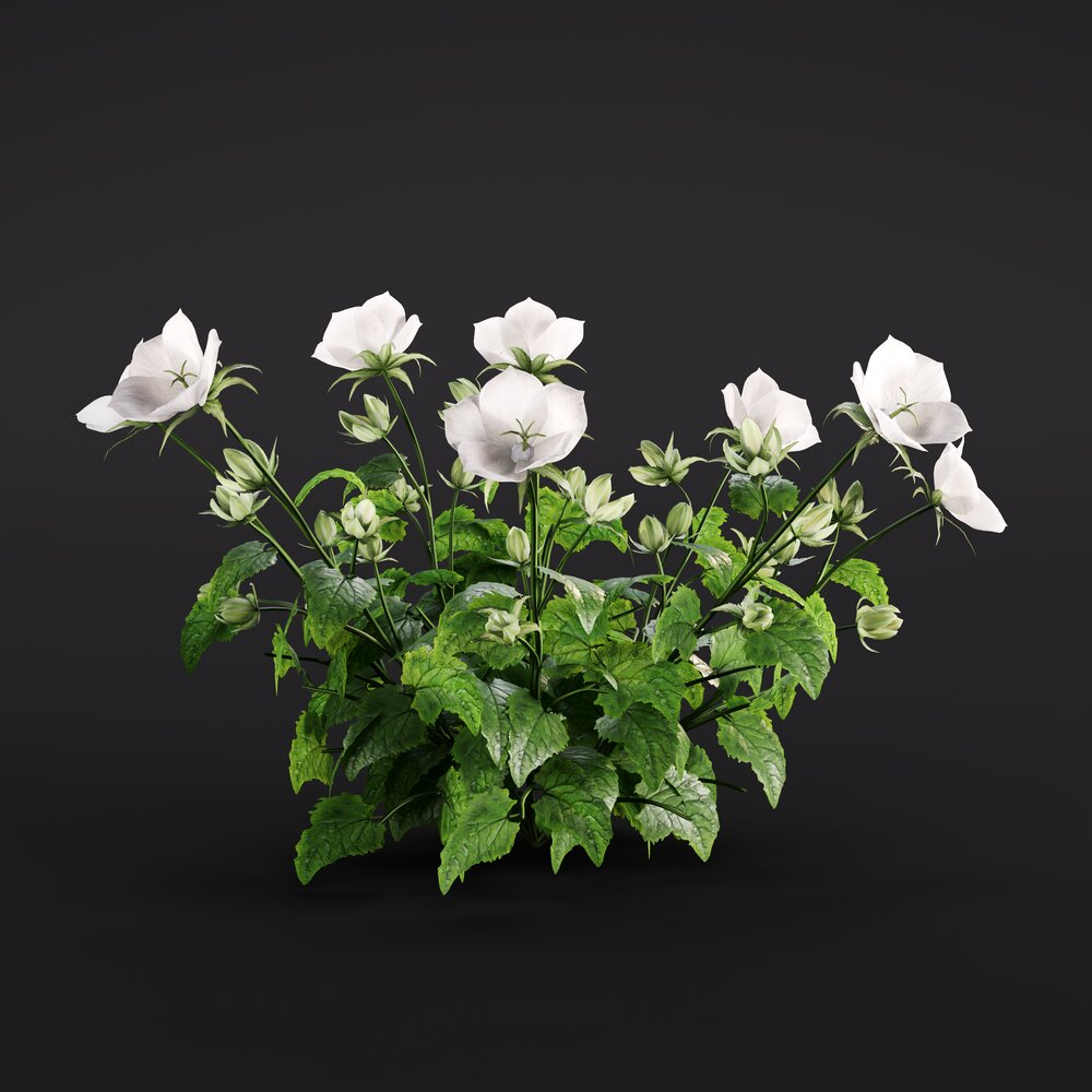 Campanula Carpatica (Carpathian Bellflower) 3D model - Download Flowers ...