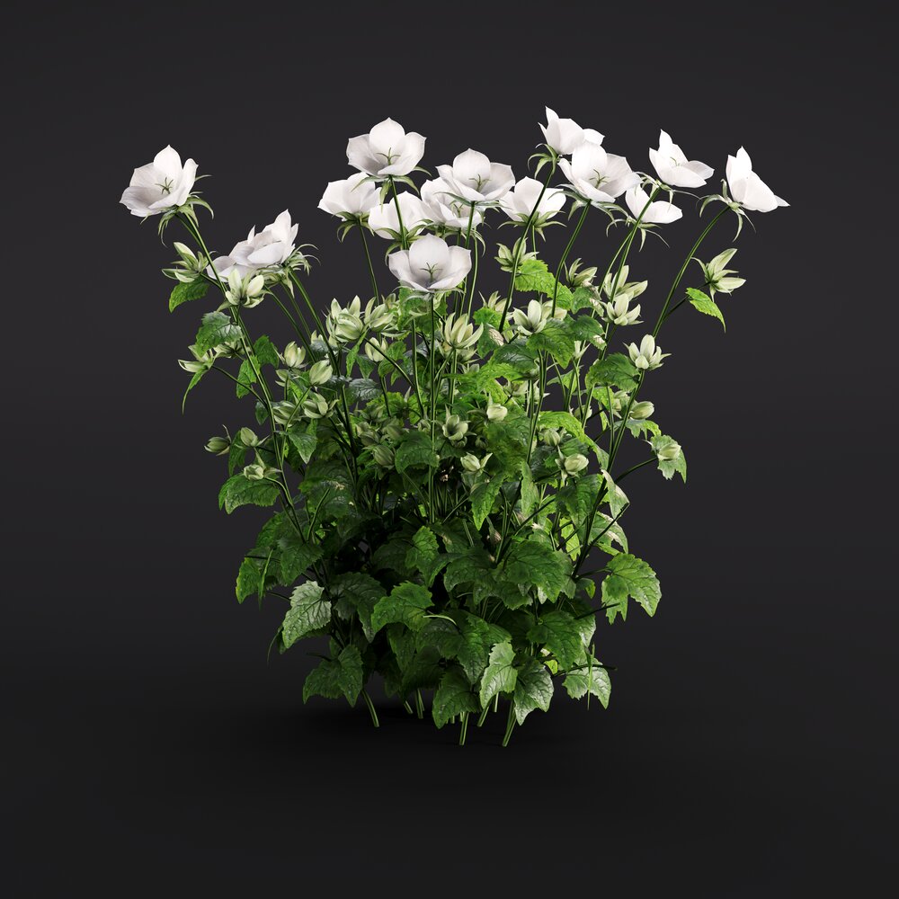 Campanula Carpatica with White Bellflowers Blooms 3D model - Download ...