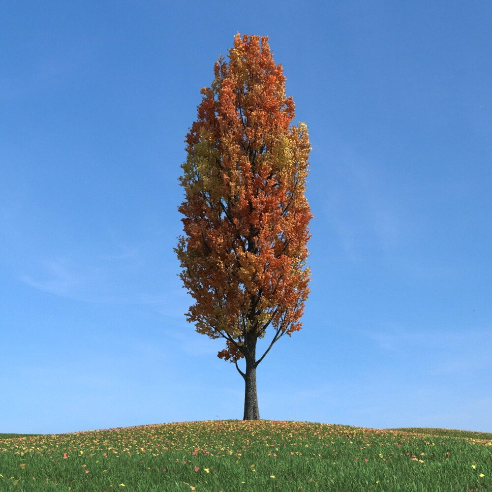 Tall Maple Oak Fall Foliage Tree 3D model - Download Trees on 3DModels.org