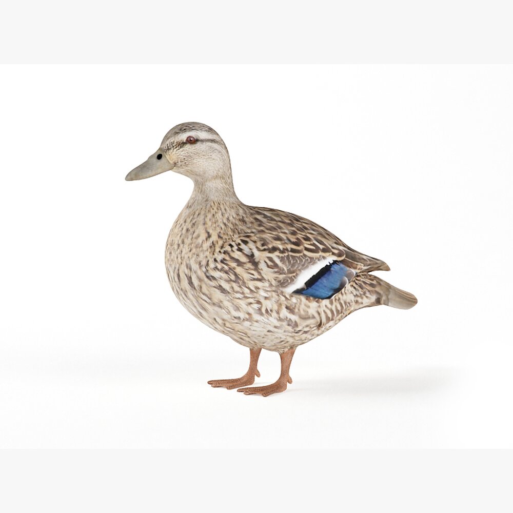 Pato Silvestre Hembra Modelo 3D - Descargar Aves activado 3DModels.org