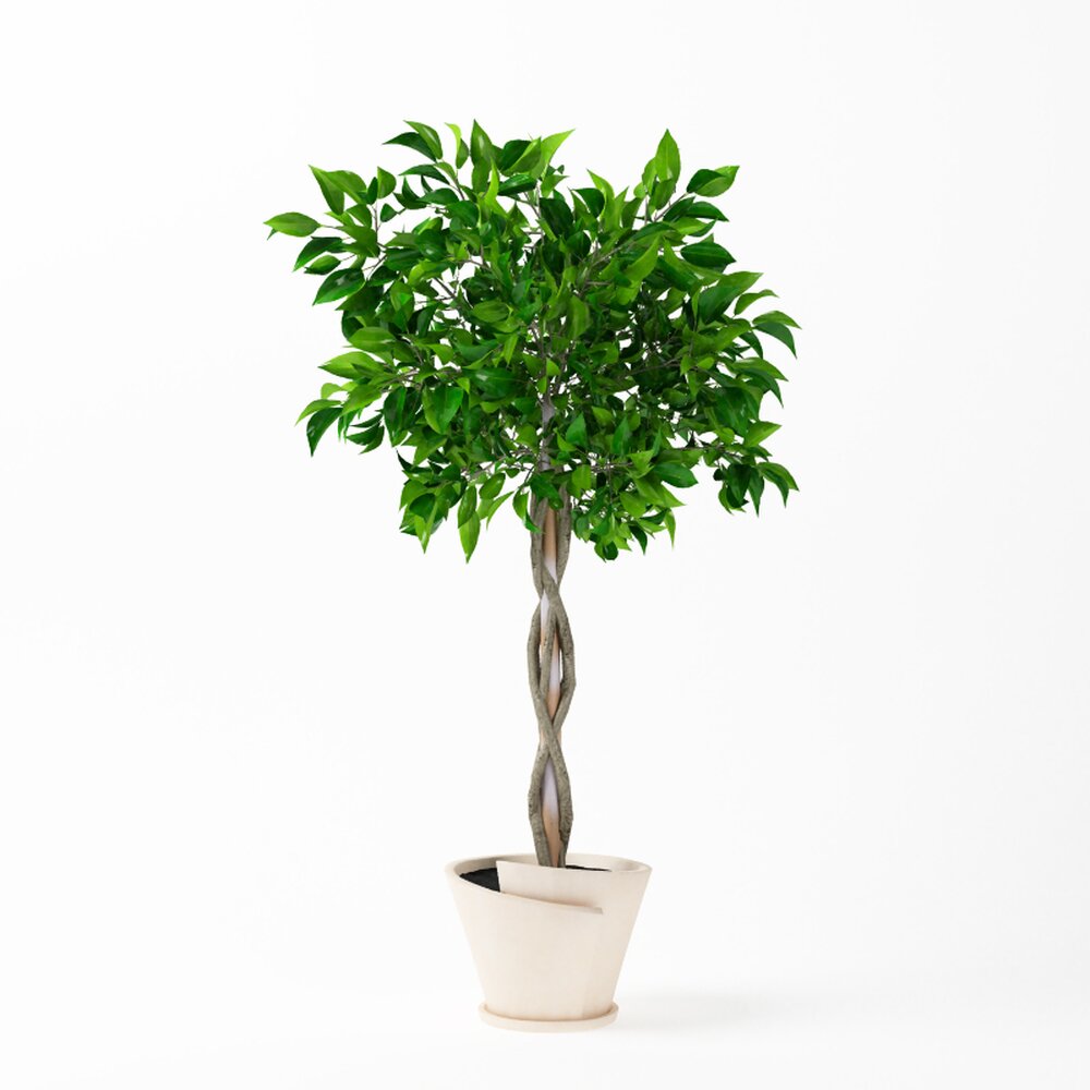 Braided Ficus Tree 3D model - Download Houseplants on 3DModels.org