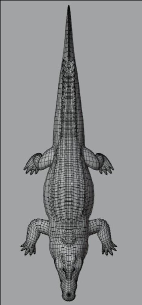 Saltwater Crocodile 3D model - Download Reptile on 3DModels.org