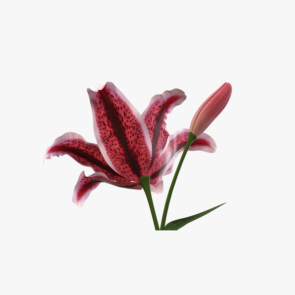 Lily Flower 3D model - Download Flowers on 3DModels.org