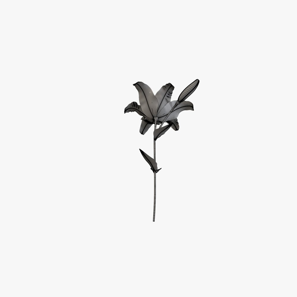Lily Flower 3D model - Download Flowers on 3DModels.org