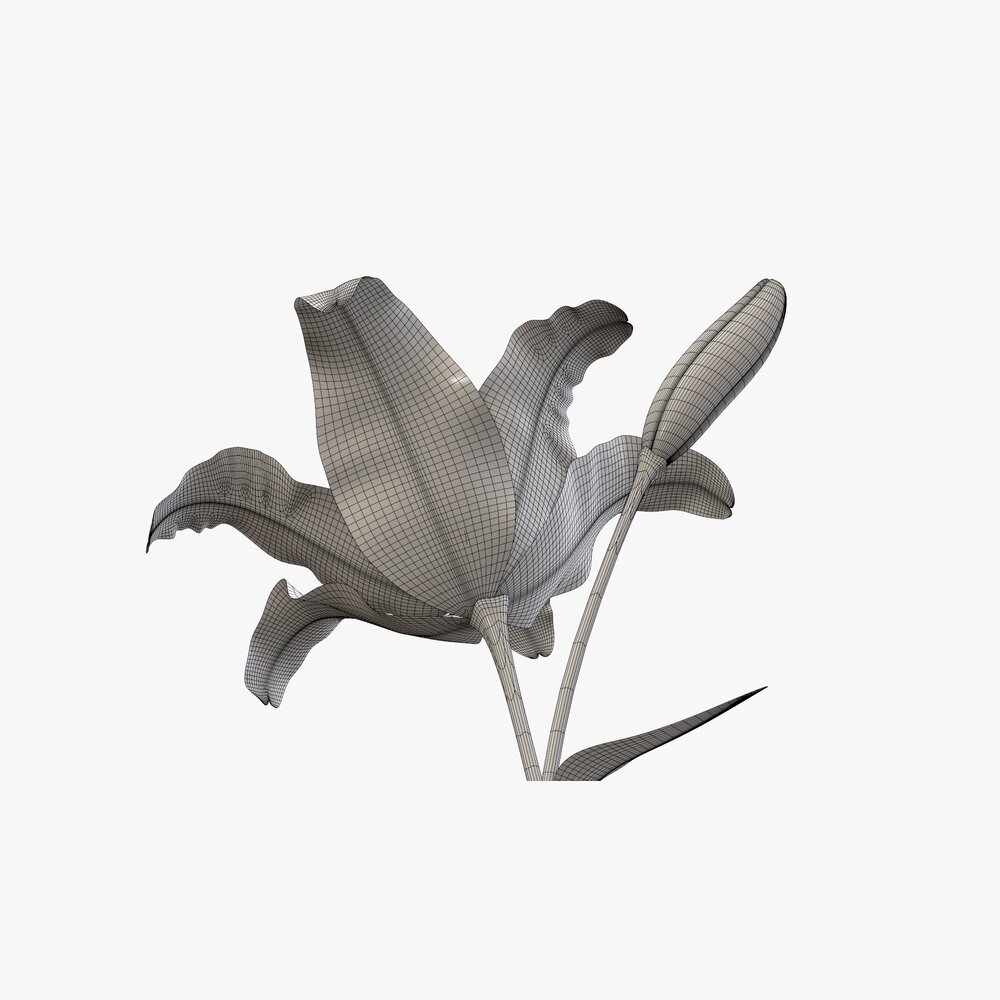 Lily Flower 3D model - Download Flowers on 3DModels.org
