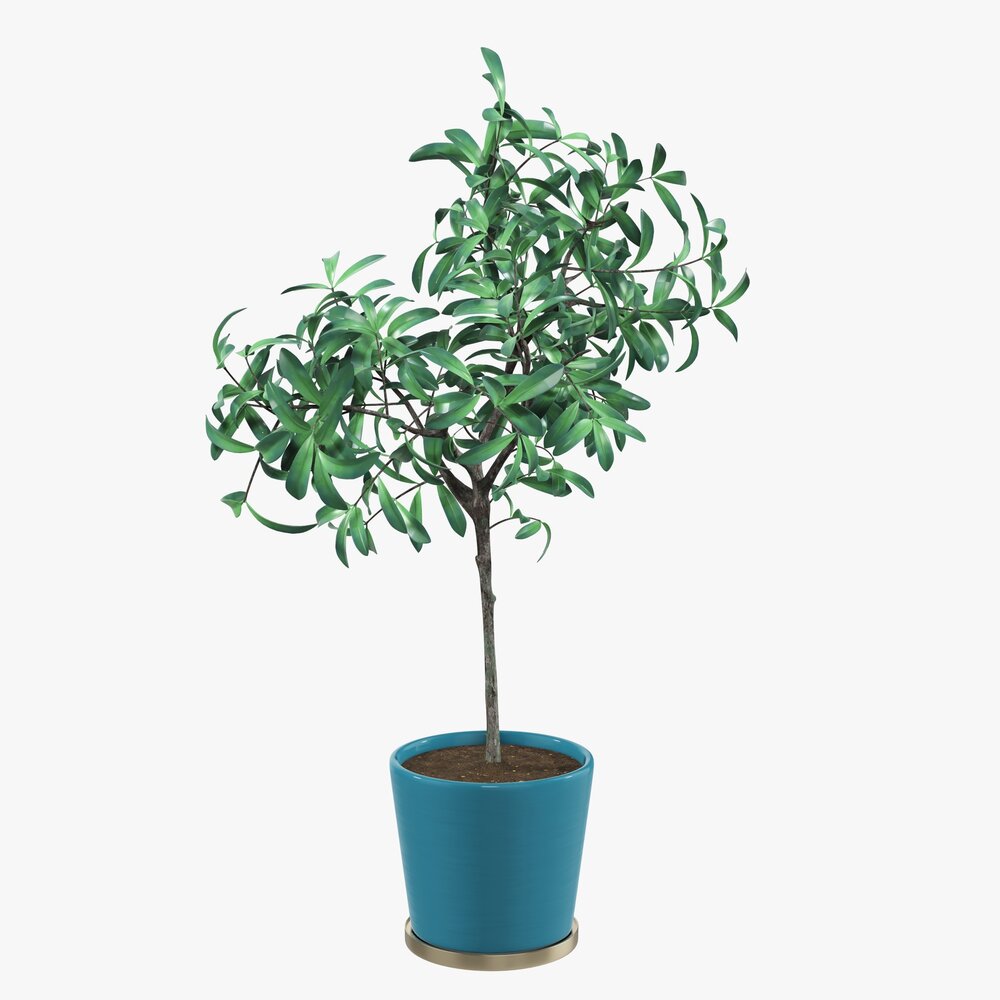Potted Decorative Tree 3D model - Download Houseplants on 3DModels.org