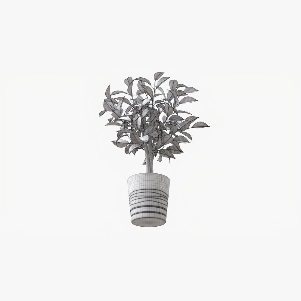Ficus Tree In Decorative Pot 3d Model Download Houseplants On