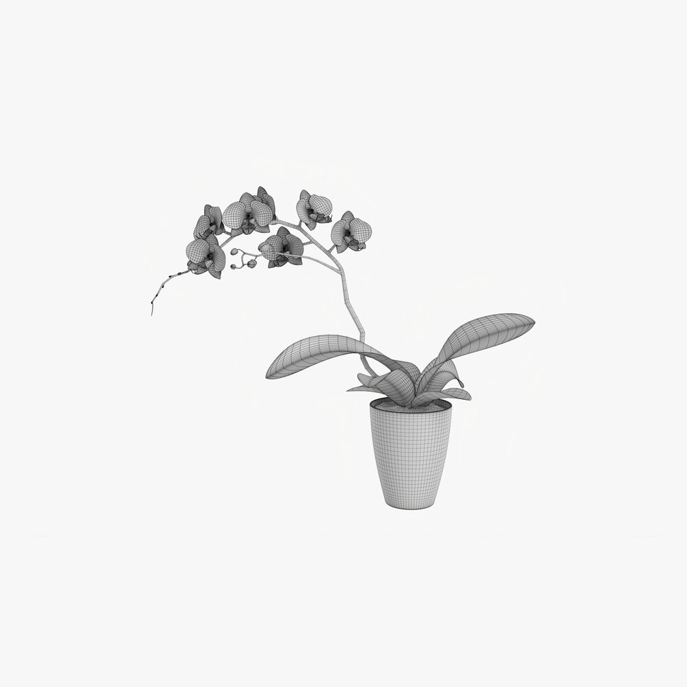 Orchid Flower In Pot 3D model - Download Flowers on 3DModels.org