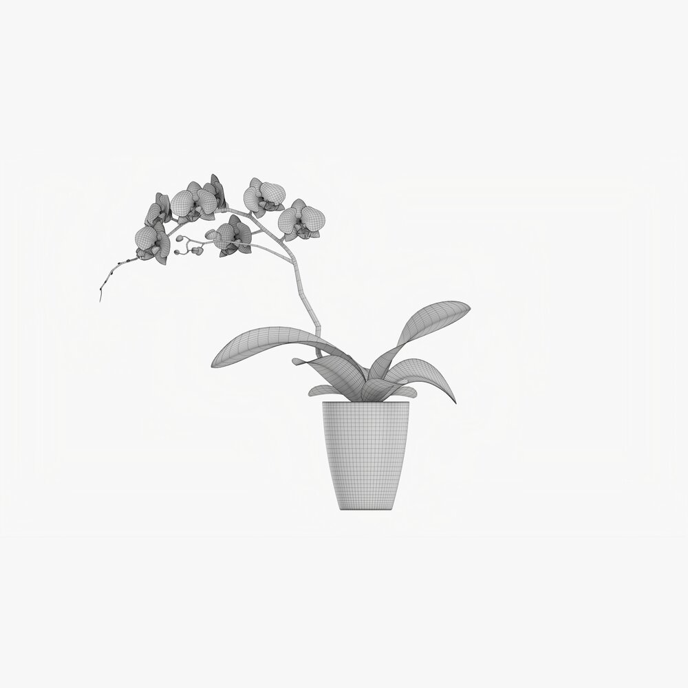 Orchid Flower In Pot 3D model - Download Flowers on 3DModels.org