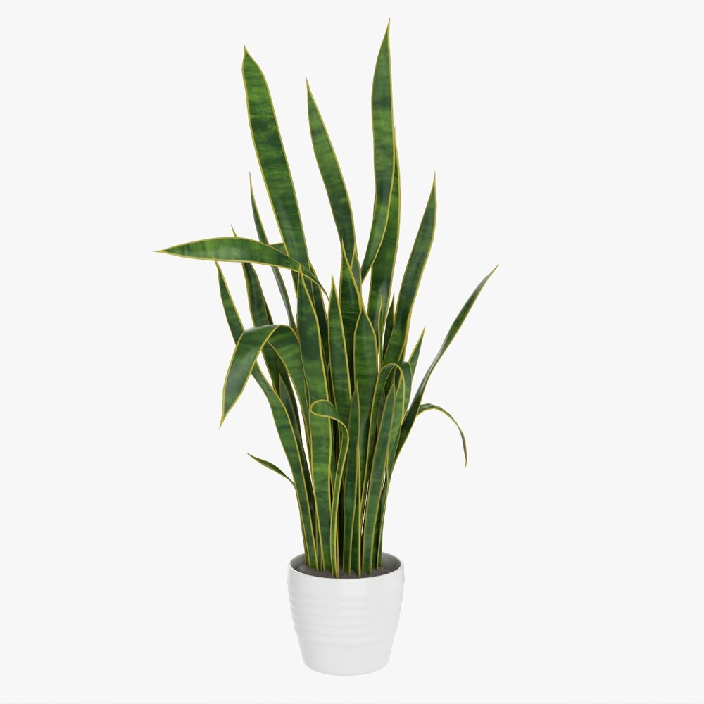 Snake plant 3D Models Download - 3DModels.org