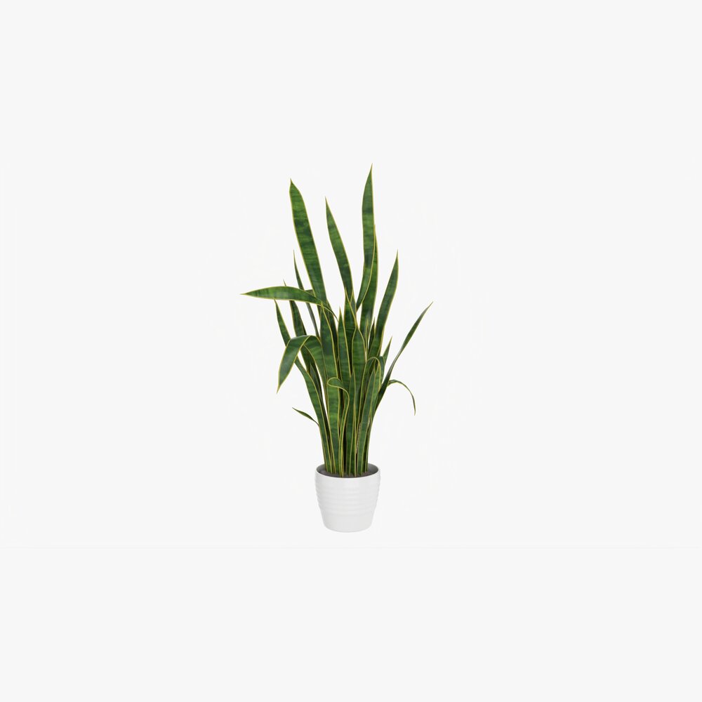 Tall Snake Plant Sansevieria Trifasciata Houseplant 3D model - Download ...