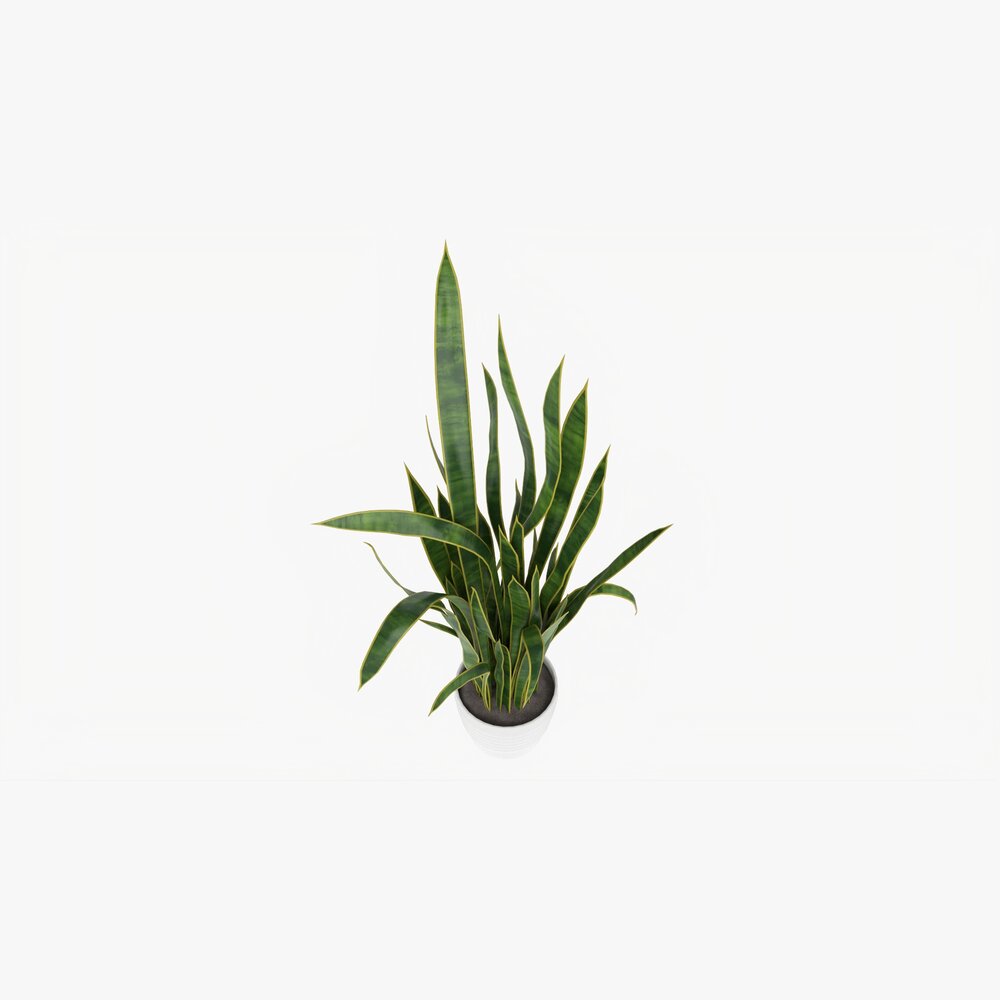 Tall Snake Plant Sansevieria Trifasciata Houseplant 3D model - Download ...