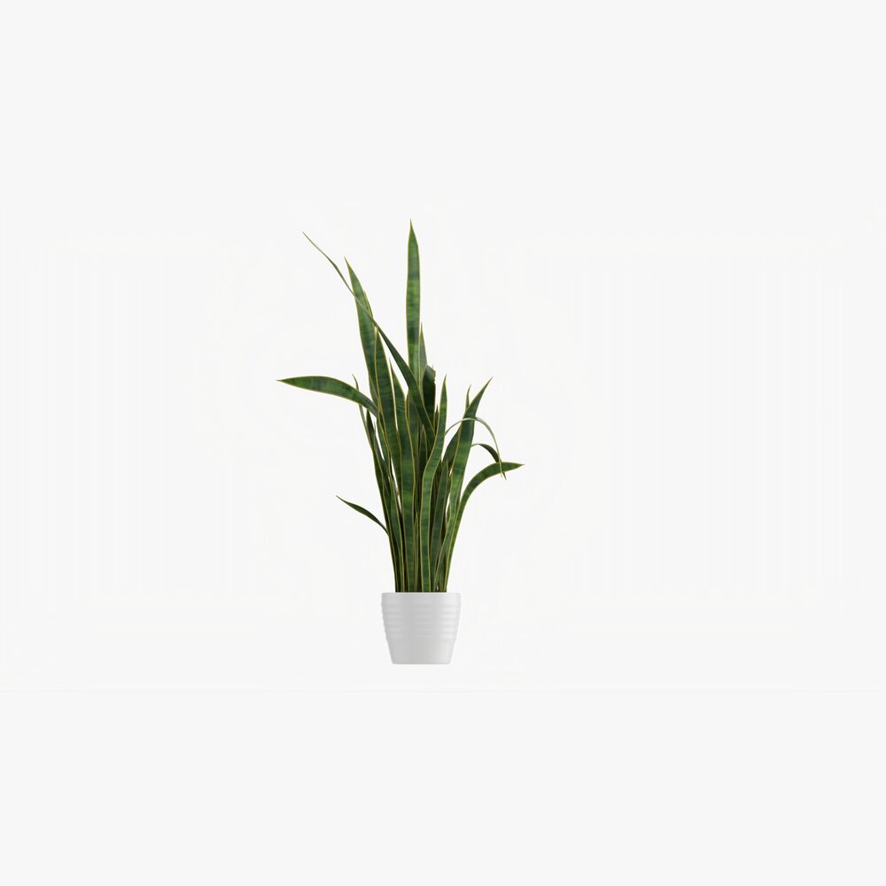 Tall Snake Plant Sansevieria Trifasciata Houseplant 3D model - Download ...