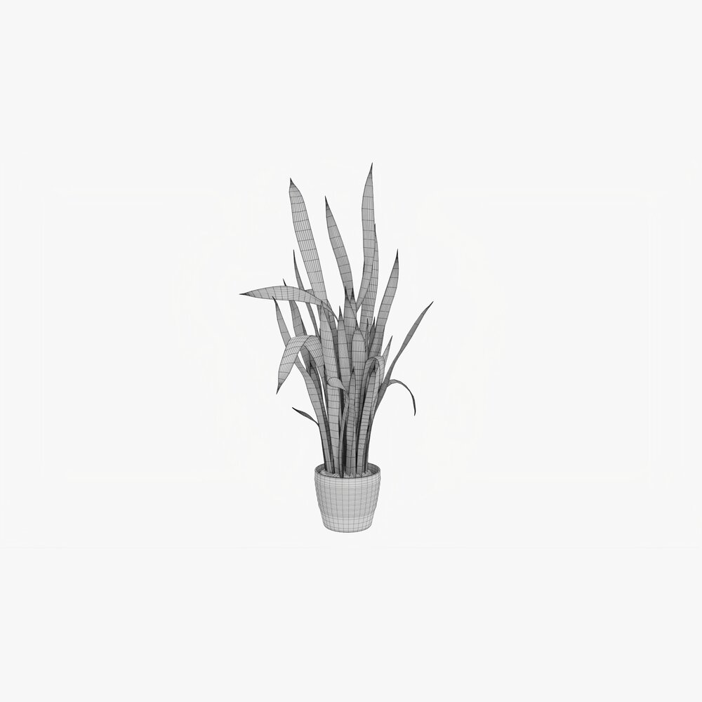 Tall Snake Plant Sansevieria Trifasciata Houseplant 3D model - Download ...