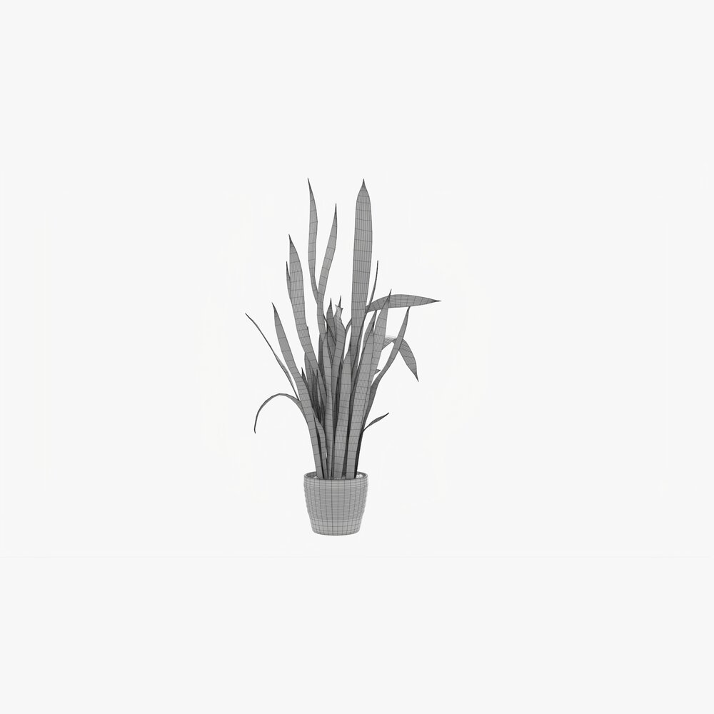 Tall Snake Plant Sansevieria Trifasciata Houseplant 3D model - Download ...