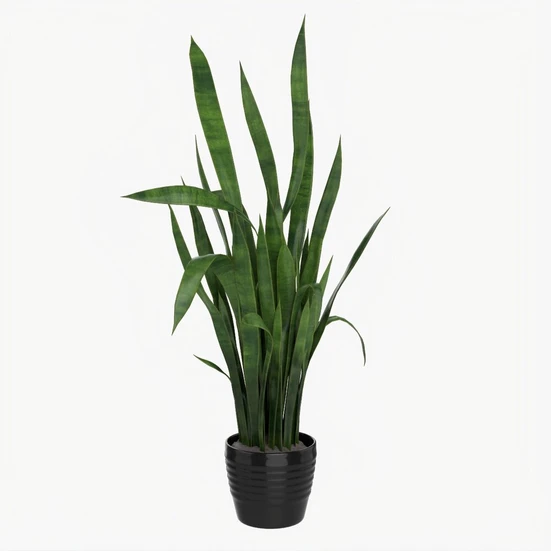 Snake plant 3D Models Download - 3DModels.org
