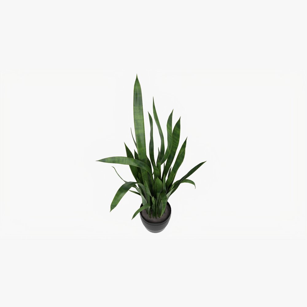 Tall Snake Plant in Black Ribbed Pot Modelo 3D - Descargar Planta de ...