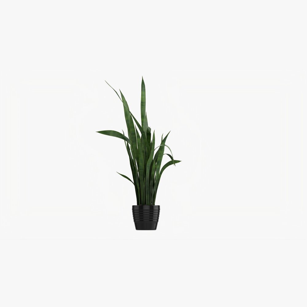 Tall Snake Plant in Black Ribbed Pot 3D model - Download Houseplants on ...