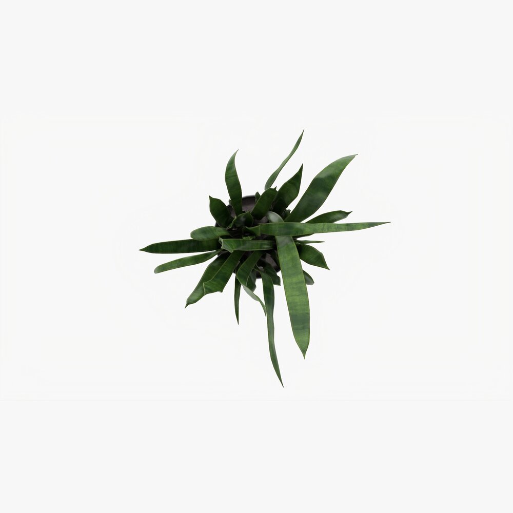 Tall Snake Plant in Black Ribbed Pot 3D model - Download Houseplants on ...