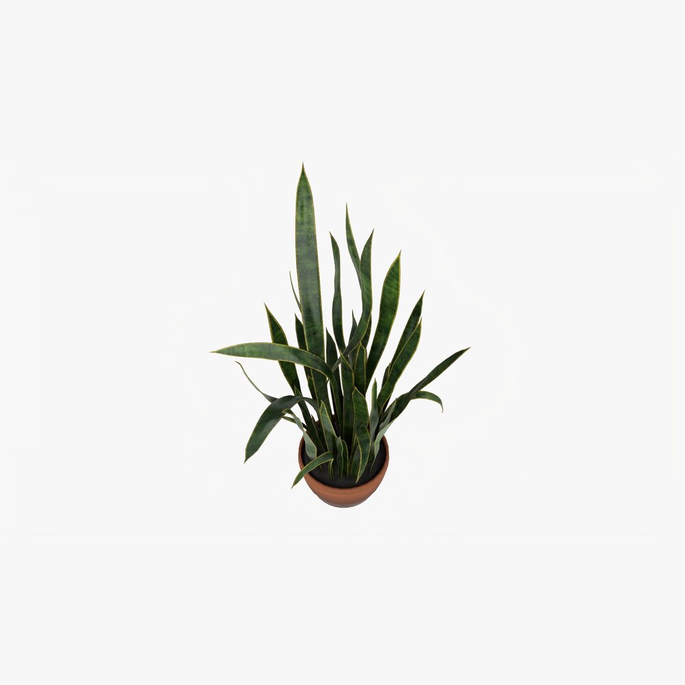 Tall Snake Plant in Terracotta Pot 3D model - Download Houseplants on ...