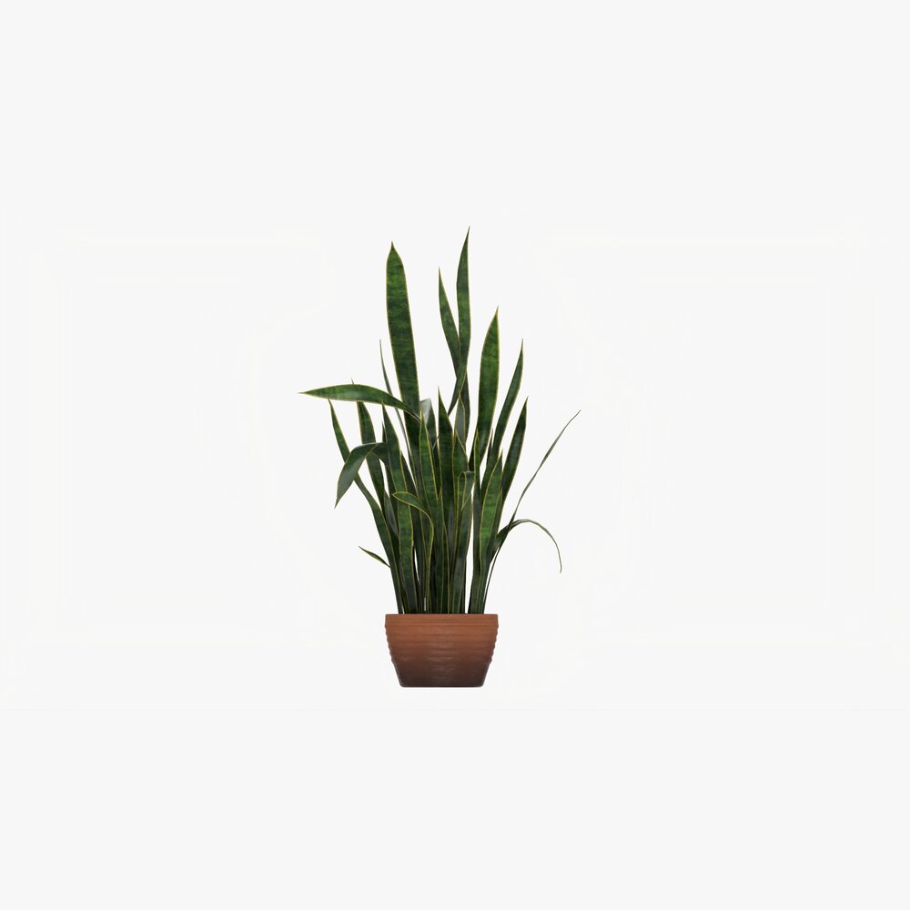 Tall Snake Plant in Terracotta Pot 3D model - Download Houseplants on ...