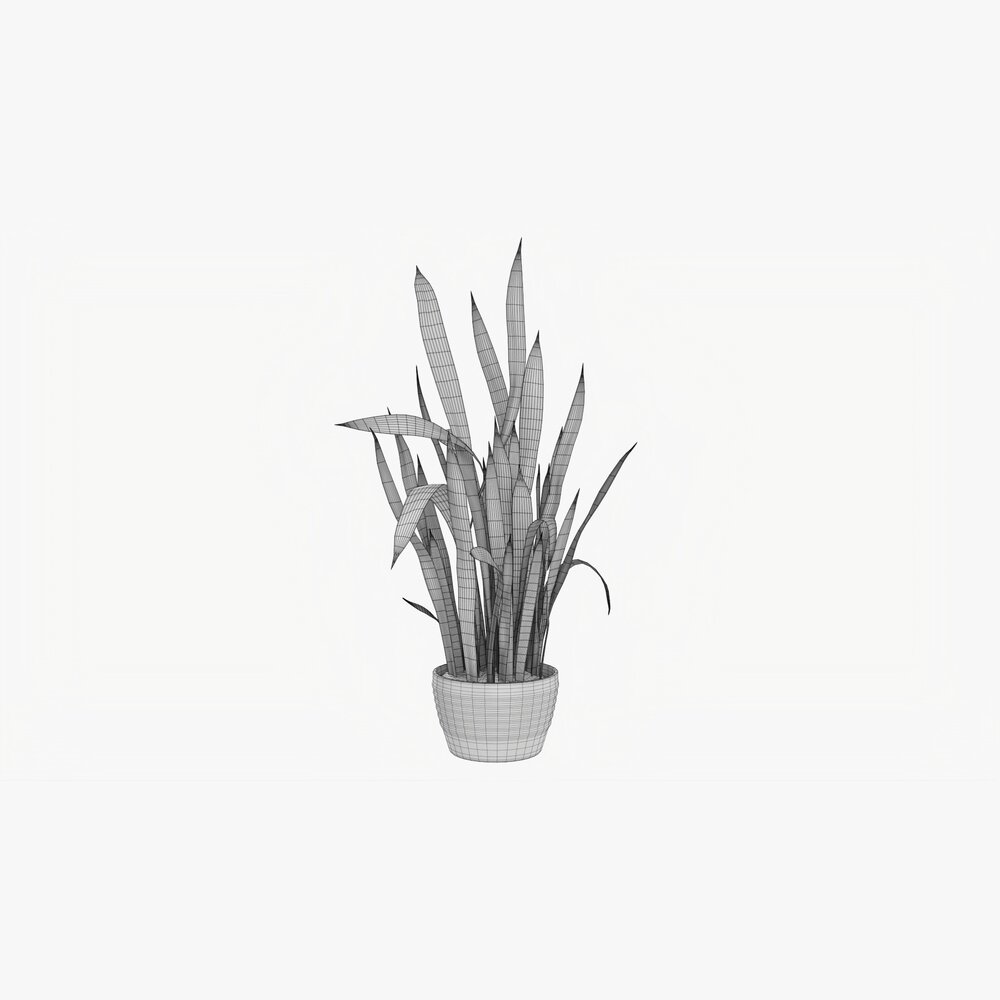 Tall Snake Plant in Terracotta Pot 3D model - Download Houseplants on ...
