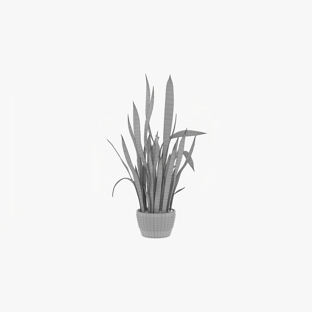 Tall Snake Plant in Terracotta Pot 3D model - Download Houseplants on ...