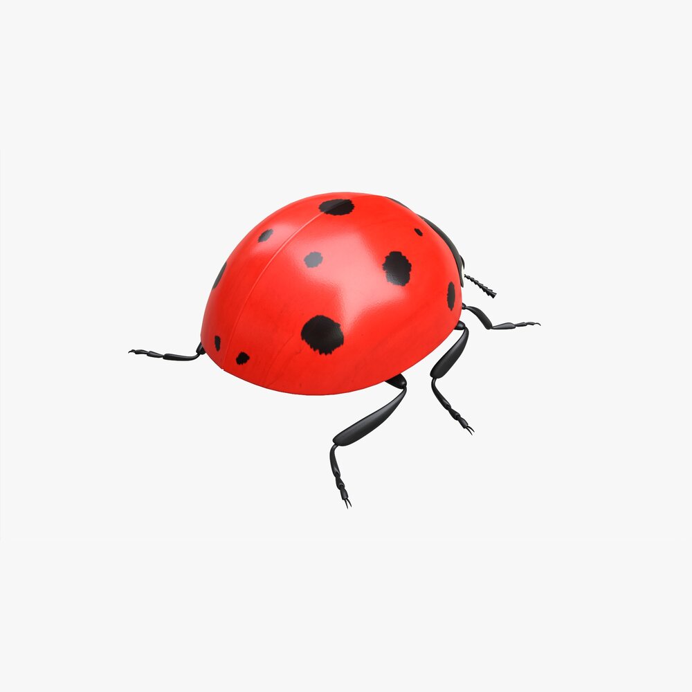 Ladybug 3D model - Download Insects on 3DModels.org