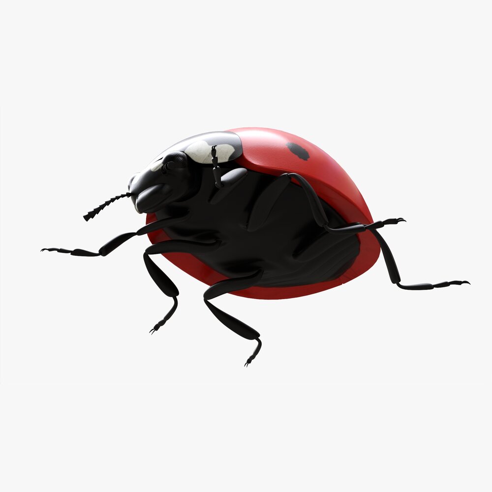 Ladybug 3D model - Download Insects on 3DModels.org
