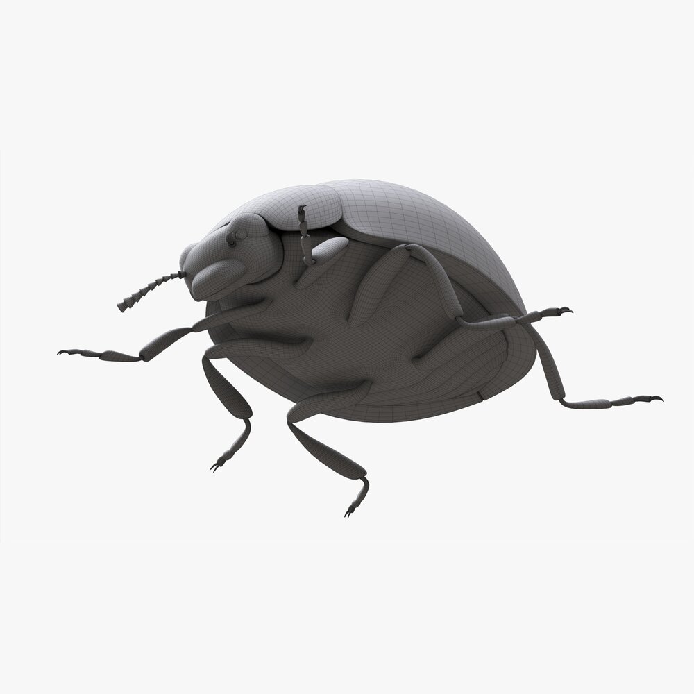 Ladybug 3D model - Download Insects on 3DModels.org