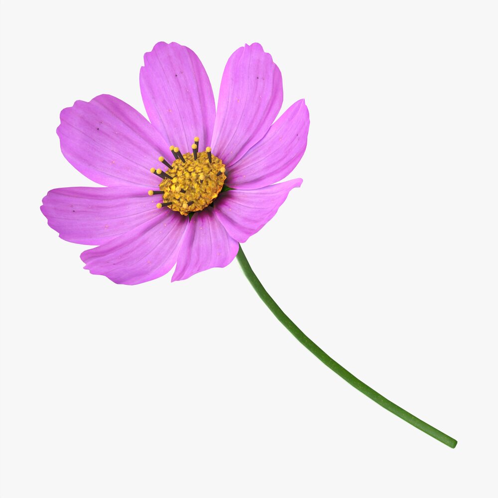 Flower Aster Cosmos Bipinnatus 3D model - Download Flowers on 3DModels.org