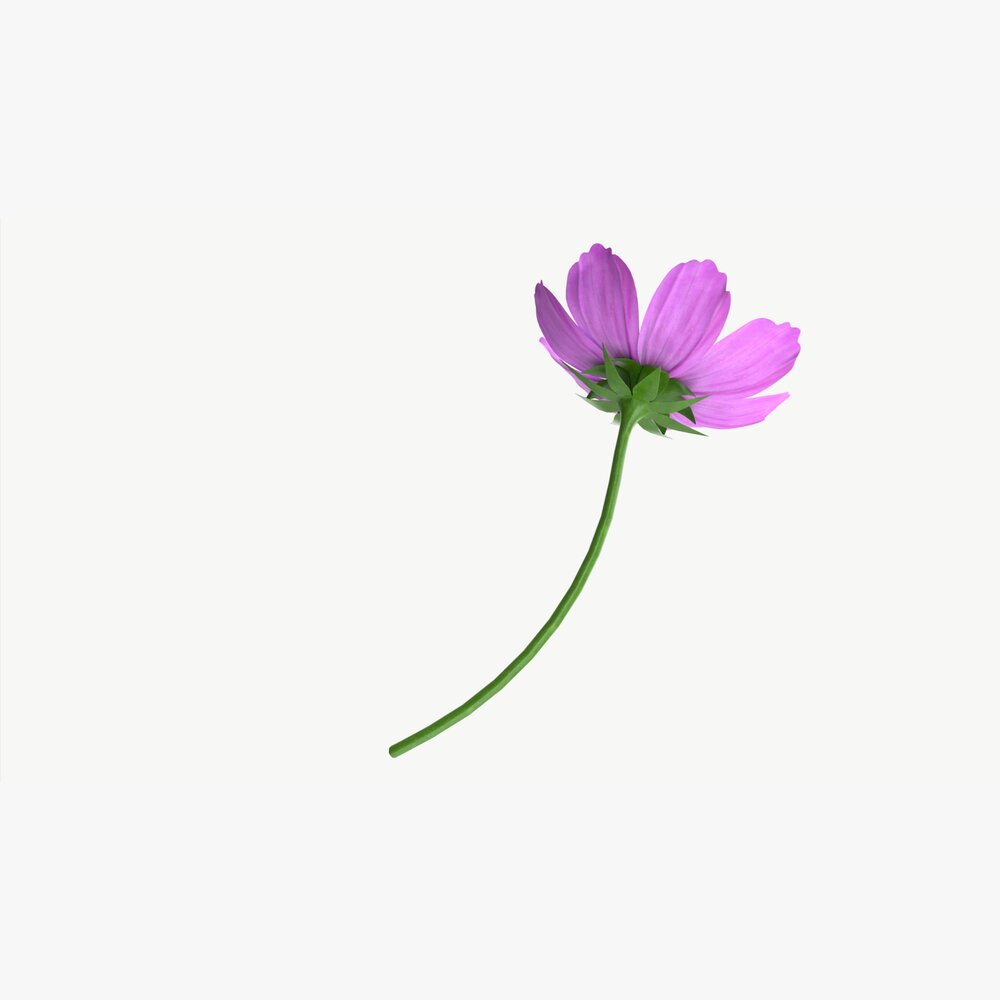 Flower Aster Cosmos Bipinnatus 3D model - Download Flowers on 3DModels.org
