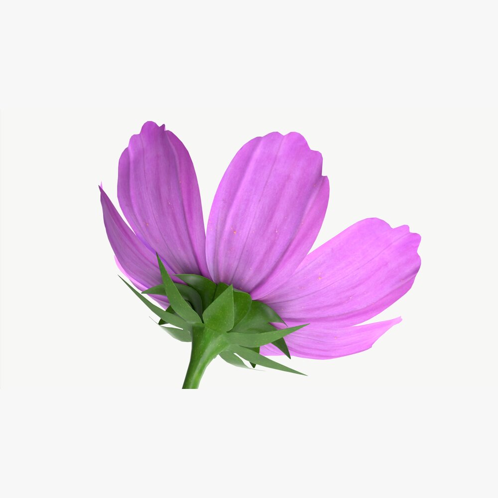 Flower Aster Cosmos Bipinnatus 3D model - Download Flowers on 3DModels.org