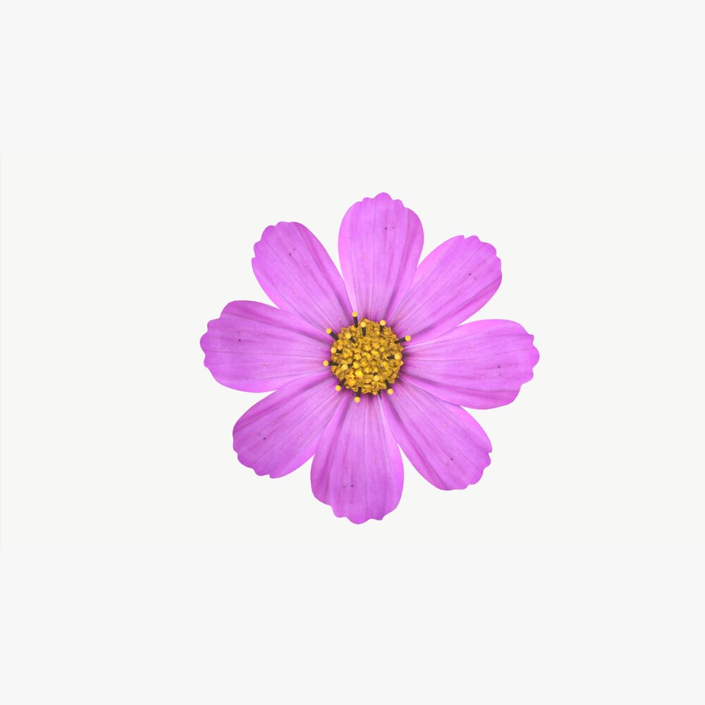 Flower Aster Cosmos Bipinnatus 3D model - Download Flowers on 3DModels.org
