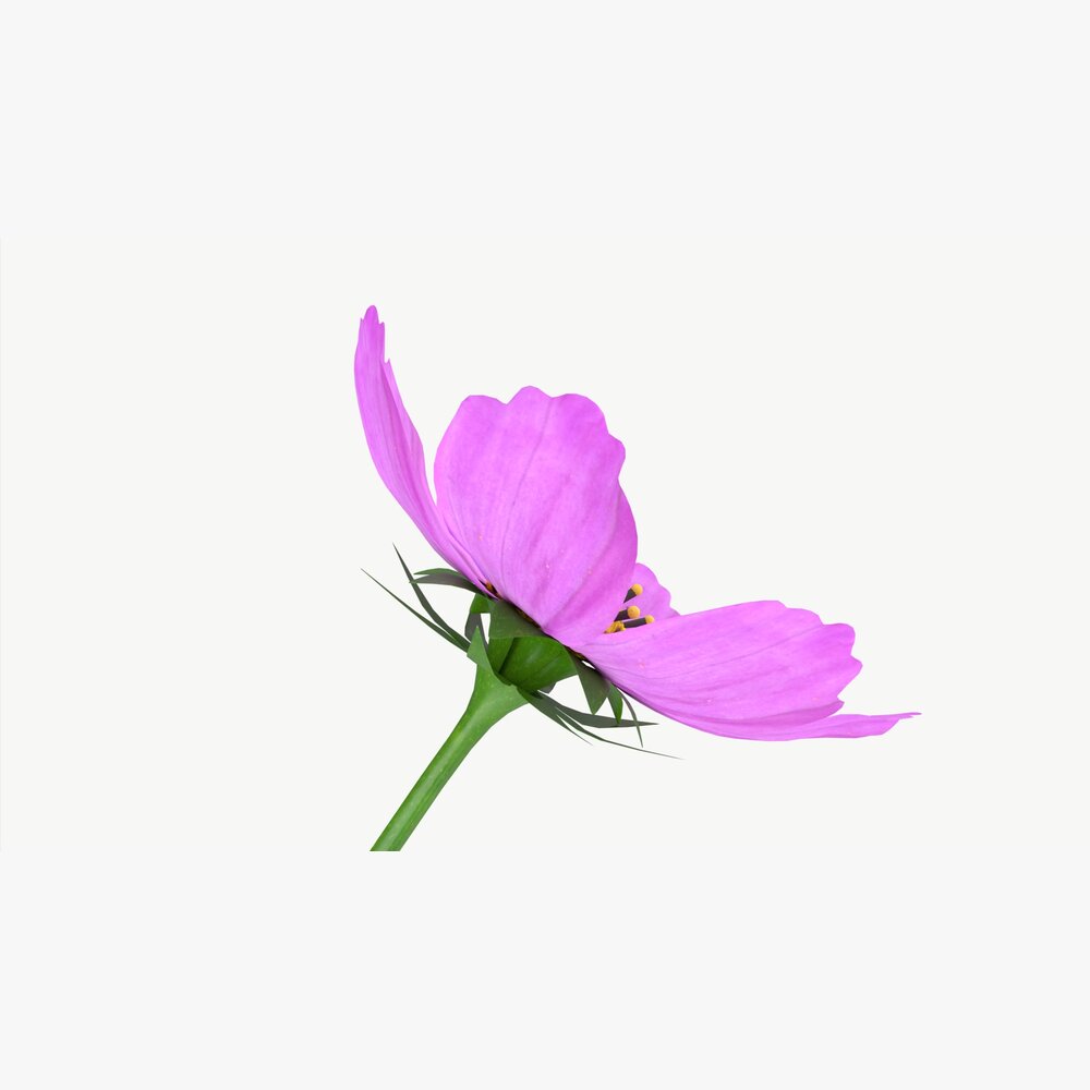 Flower Aster Cosmos Bipinnatus 3D model - Download Flowers on 3DModels.org