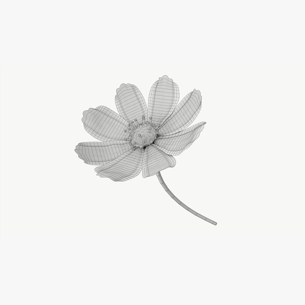 Flower Aster Cosmos Bipinnatus 3D model - Download Flowers on 3DModels.org