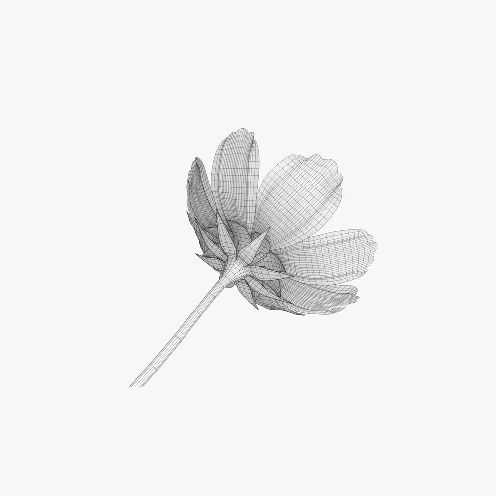 Flower Aster Cosmos Bipinnatus 3D model - Download Flowers on 3DModels.org